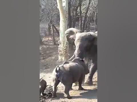 Elephant Vs Rhinoceros fight #shorts - YouTube