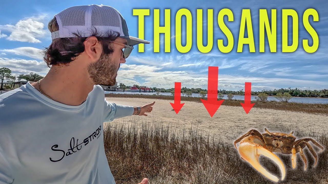 Keep Fiddler Crabs Alive for WEEKS With This Easy Setup! (Crabitat ...