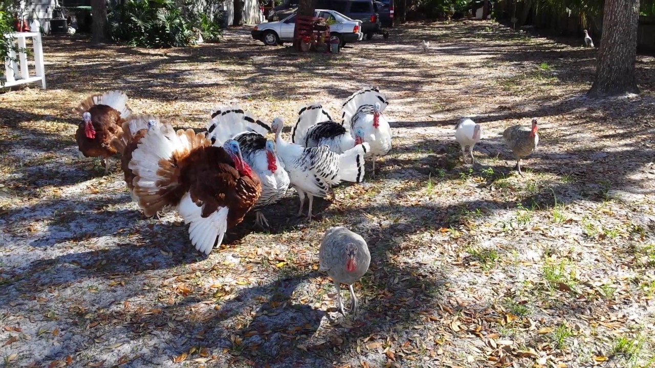 Turkey Stampede - YouTube