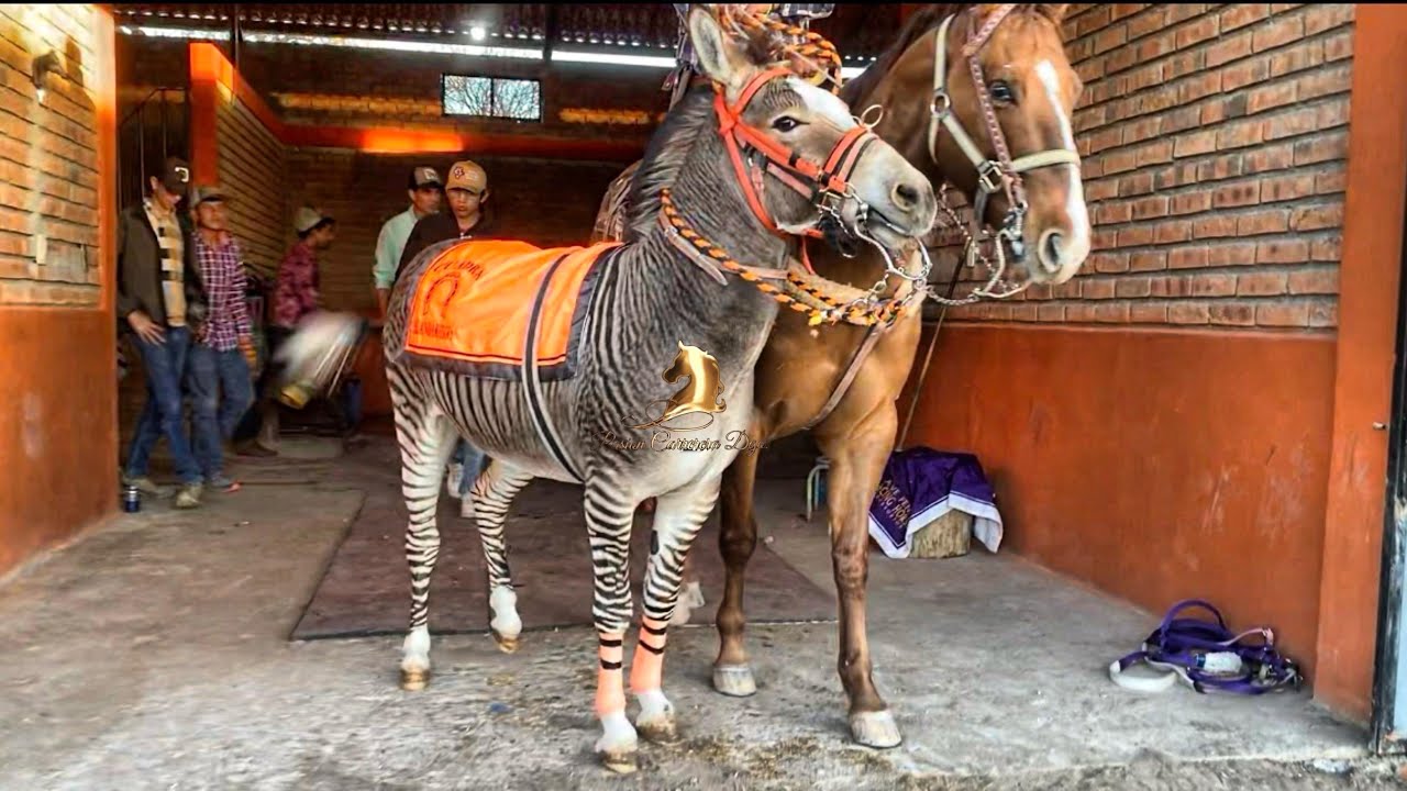 La Cebra más veloz de México 🇲🇽 Cebra 🦓 vs Toro 🐂 vs Poni🔥🔥 🤑 Carrera ...