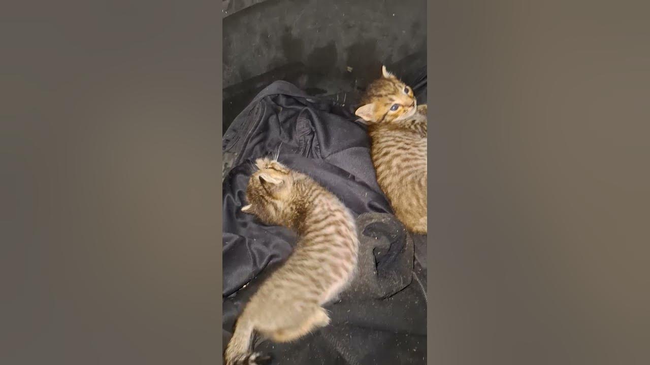 anak kucing lagi tidur - YouTube