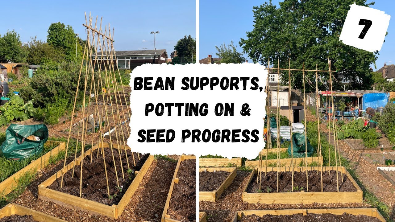 7. Bean supports, potting on and other progress - YouTube