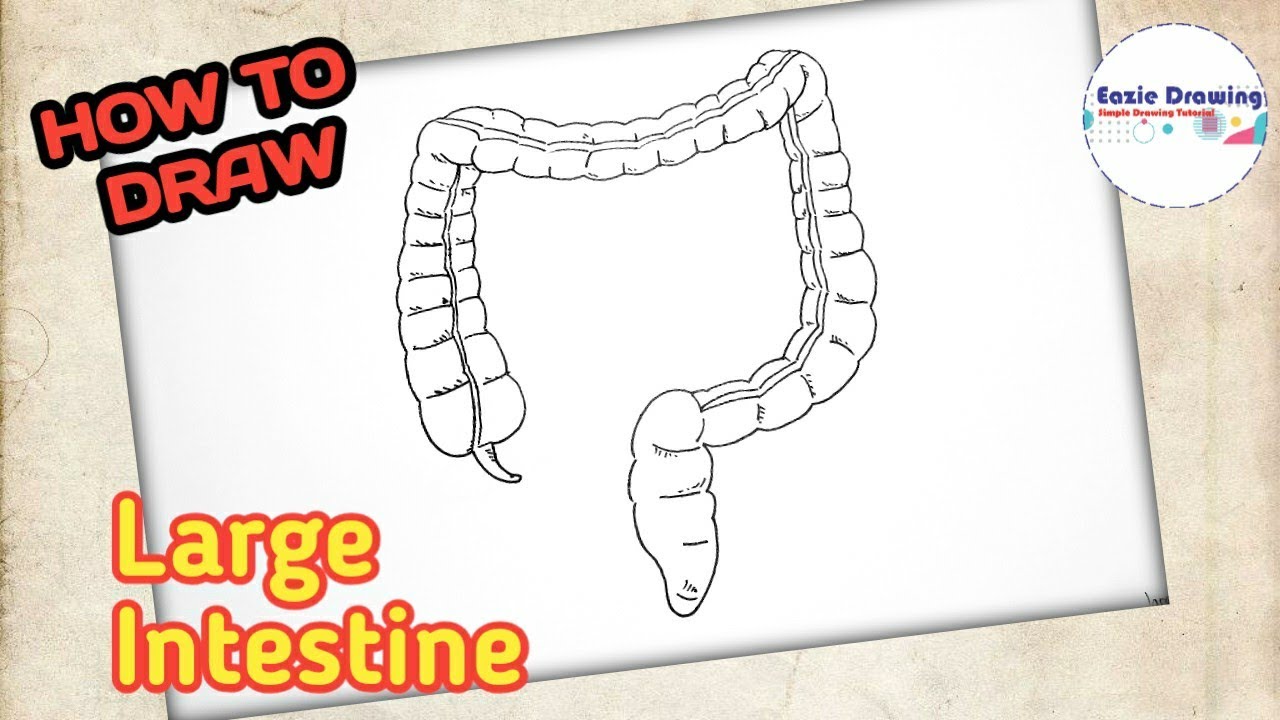How to Draw Large Intestine - YouTube