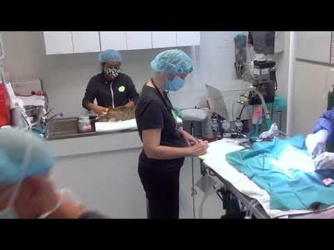 Surgery day at Pixie Project - YouTube