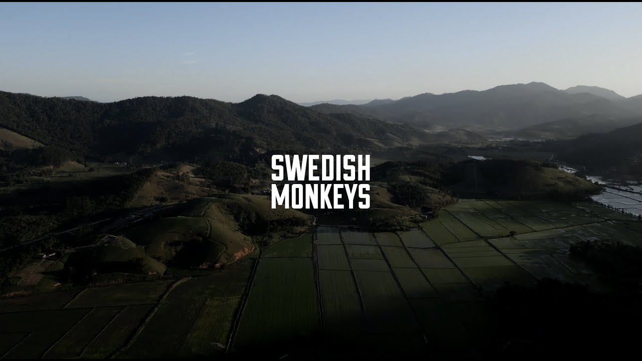 Live Swedish Monkeys - Breeze - YouTube