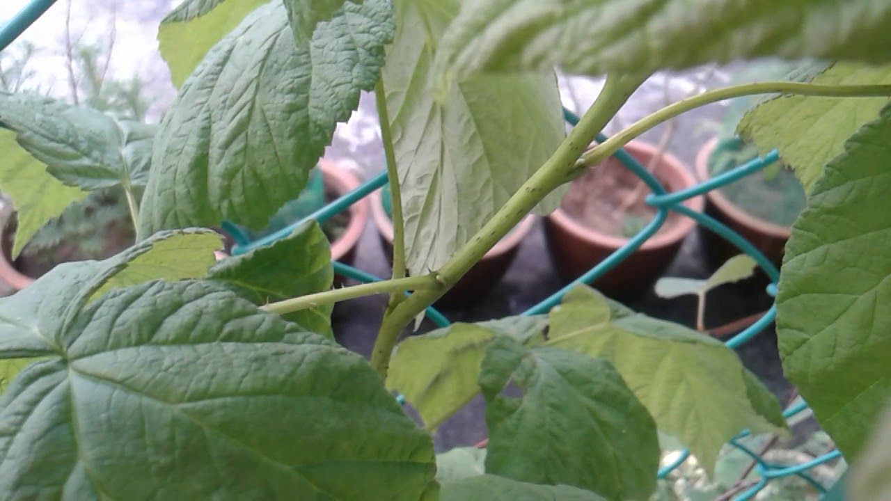 Pokok Raspberry - YouTube