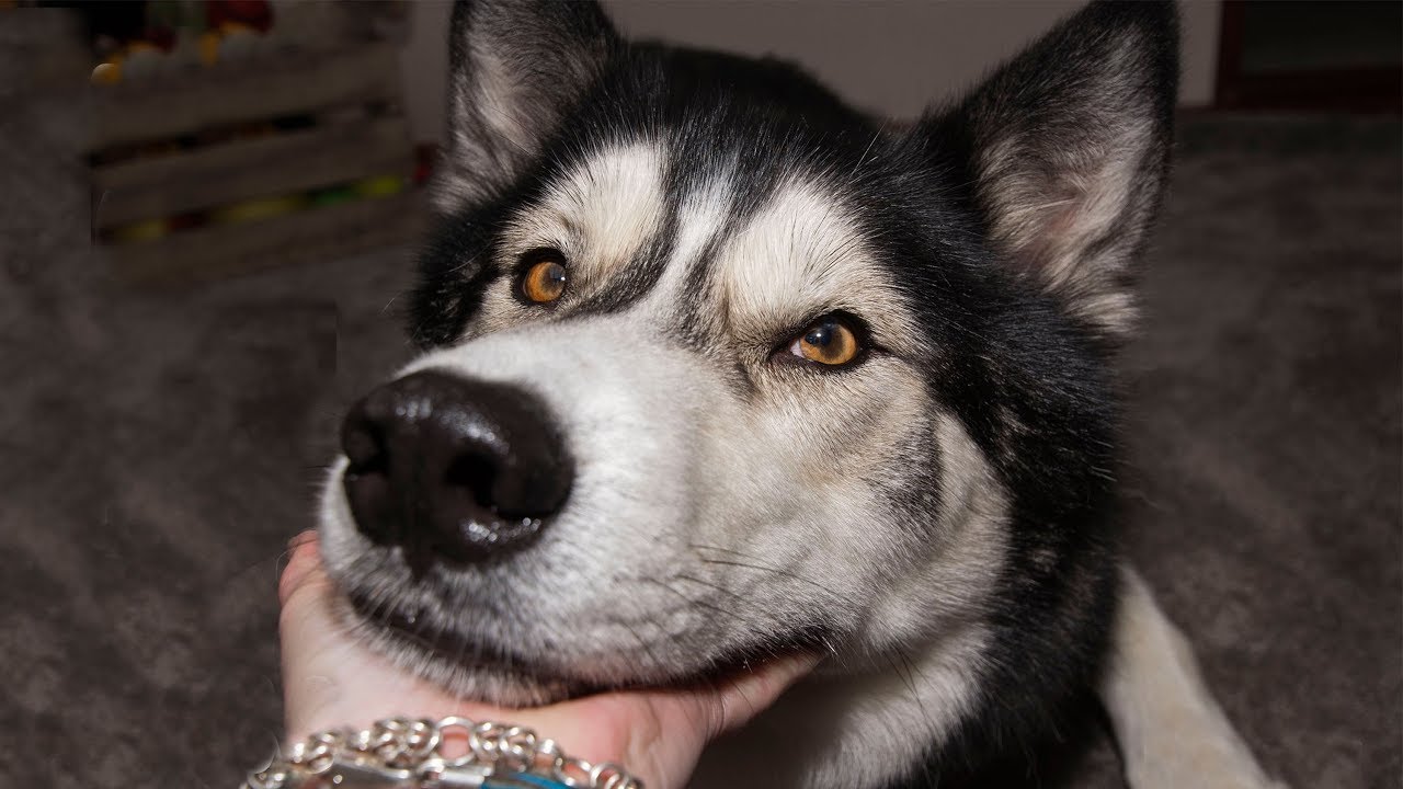Husky Does Tricks for Photography Posing - YouTube