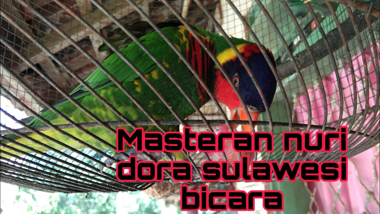 MASTERAN BURUNG NURI DORA SULAWESI BICARA / NURI DORA SULAWESI - YouTube
