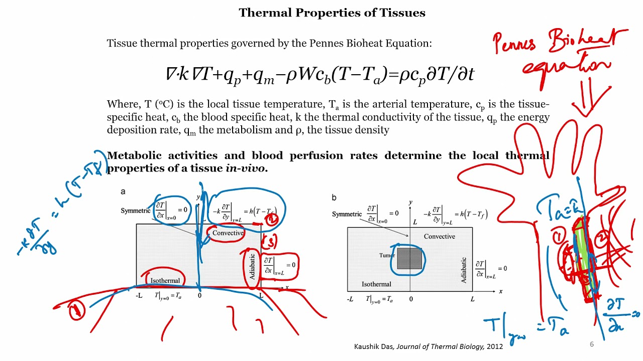 24 Thermal Properties of a tissue and cells - YouTube