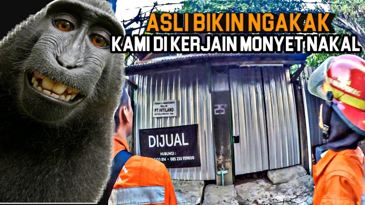 Evakuasi Monyet Liar Jl. Embong Gayam, Tingkah Si Monyet Bikin Kami ...