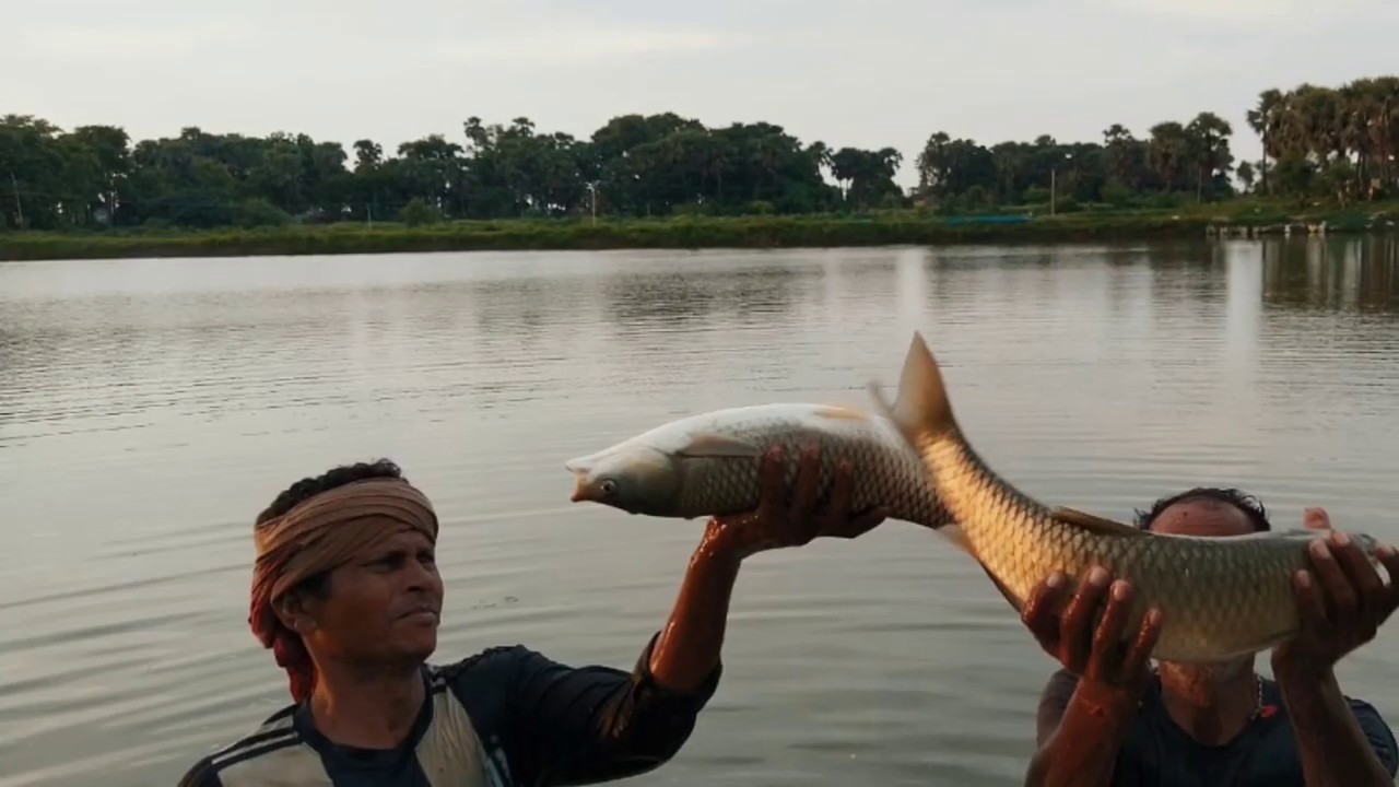 Fish Breeding Technique/Rohu Fish Eggs/Hatchery - YouTube