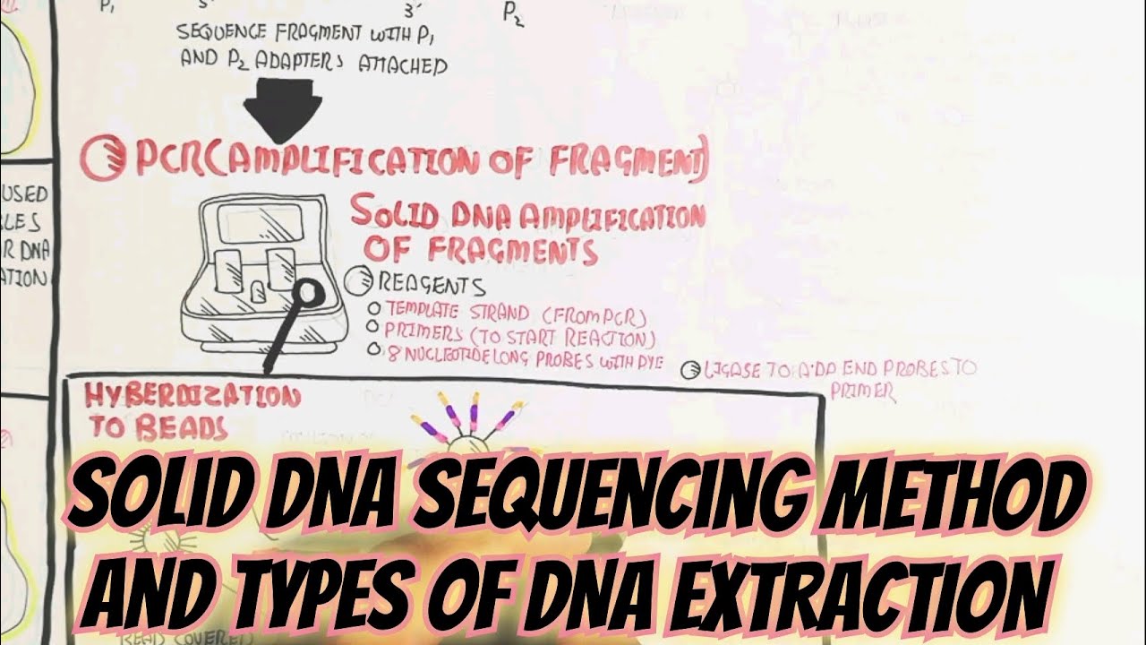 Solid DNA Sequencing @umerfarooqbiology7083 - YouTube
