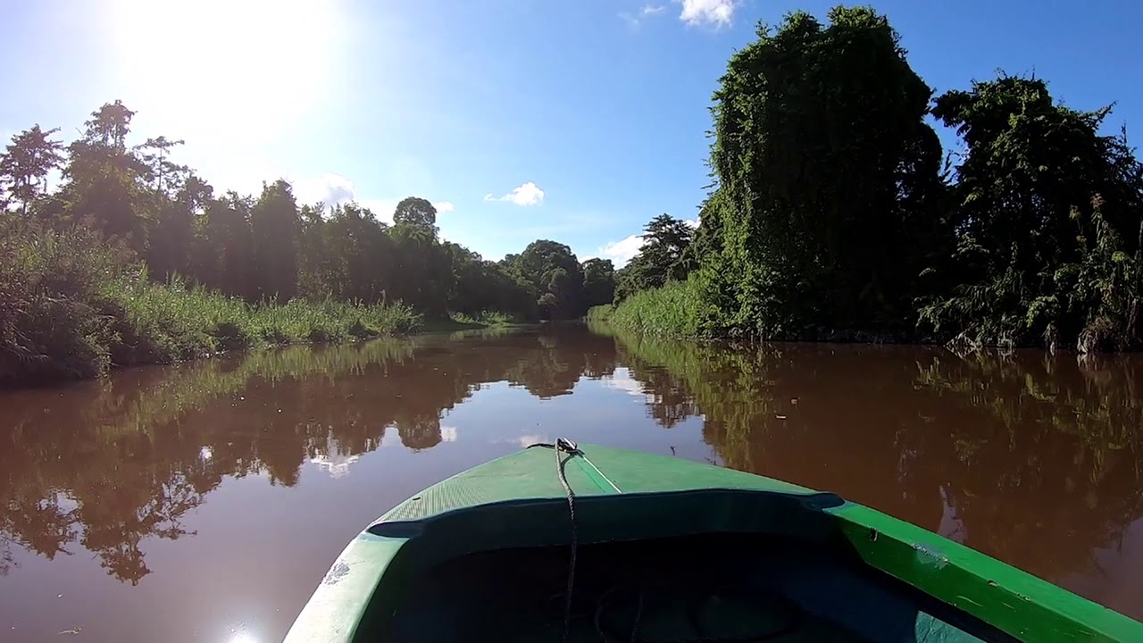 Expedition with Mr Aji along Kinabatangan River, Sukau - YouTube