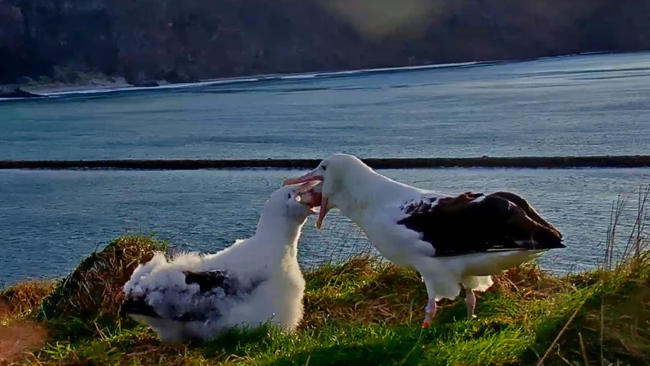 Albatross Chick Stunned by Giant Squid (chunks!) - NZ RoyalCam, DOC and ...