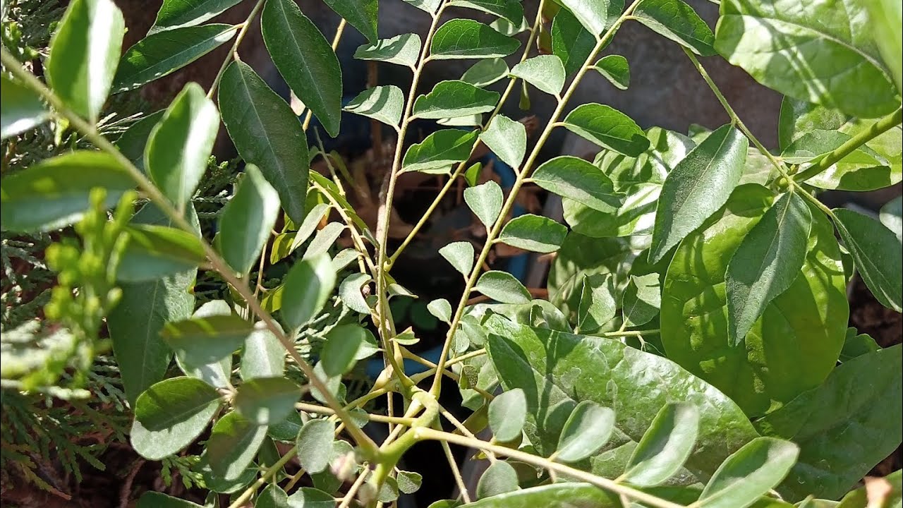 Curry patta/meethi neem/curry leaves/how to medicinal value/#ytvideo# ...