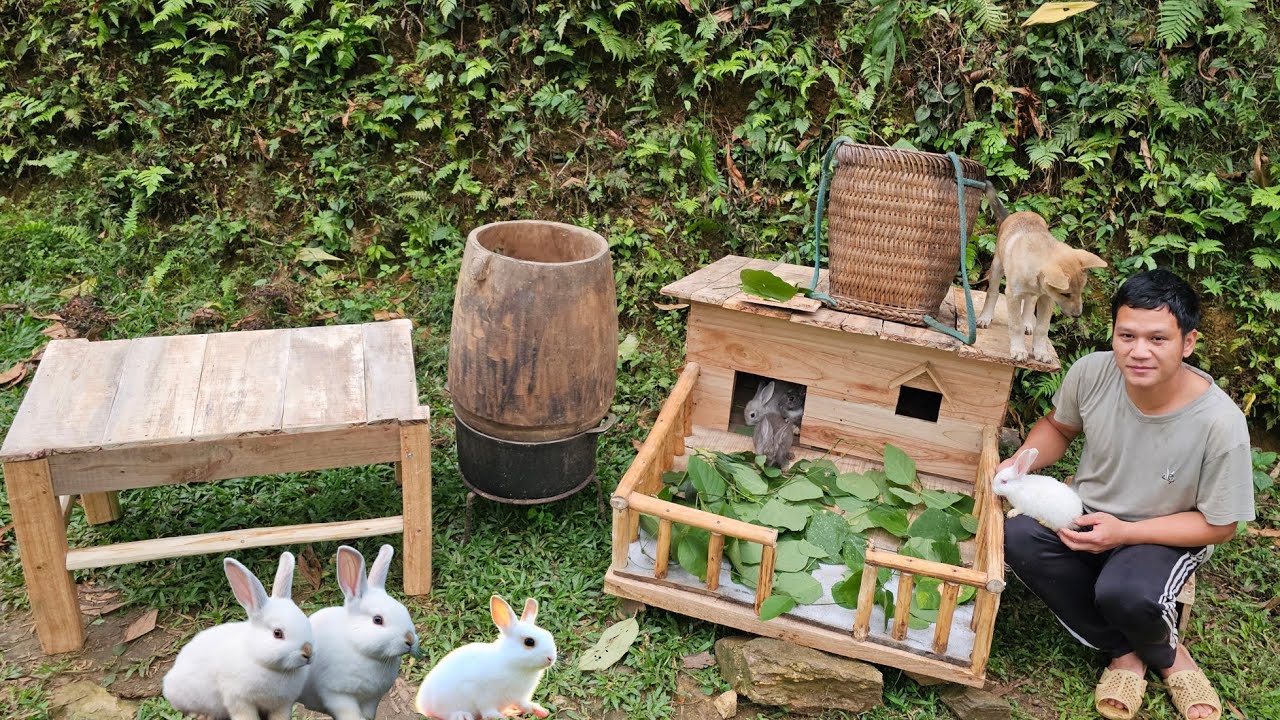 Everything you need to know about RABBIT RAISING! How to build a house ...