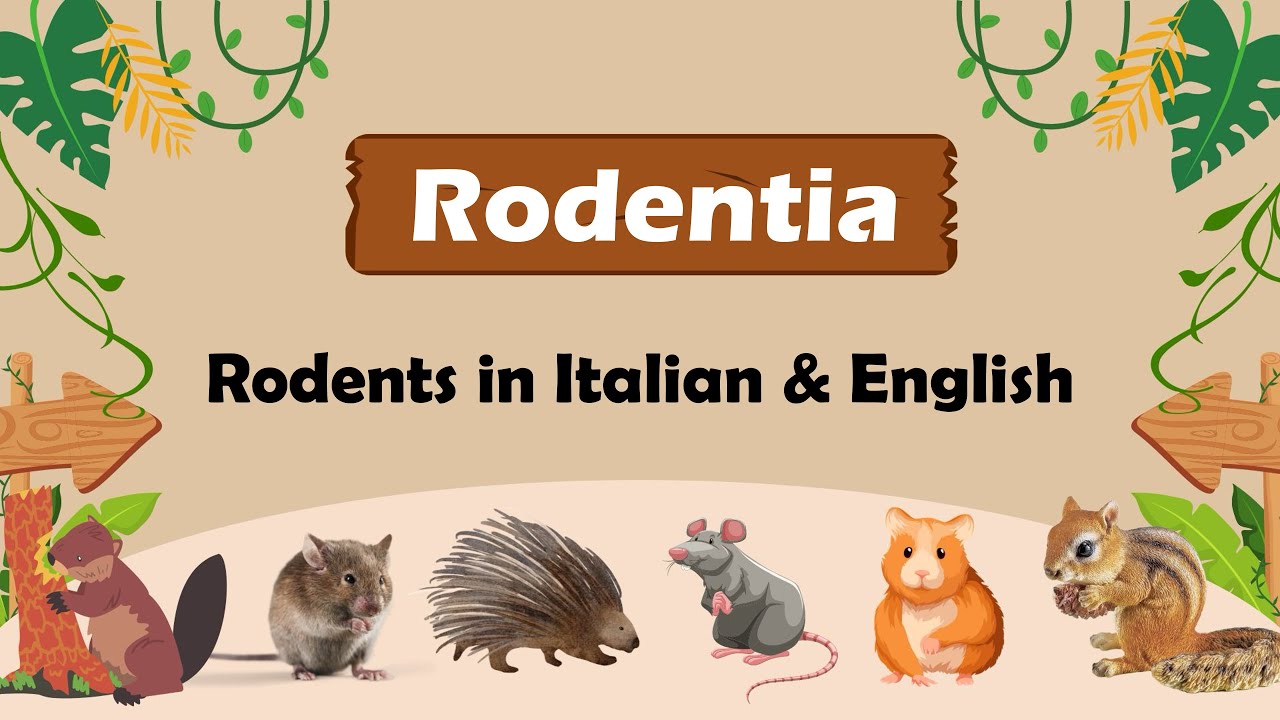 Rodentia - Rodents in Italian & English - YouTube