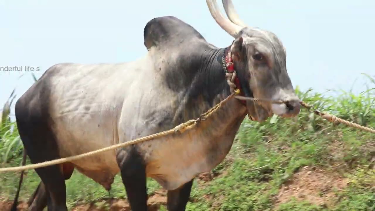 Furious Hallikar Jallikattu bull SRP Nagapamu Jumping Exercise - YouTube