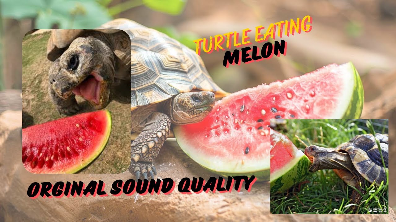 Hungry turtle eating large piece of Melon - 2024 #turtle #animalvideos - YouTube