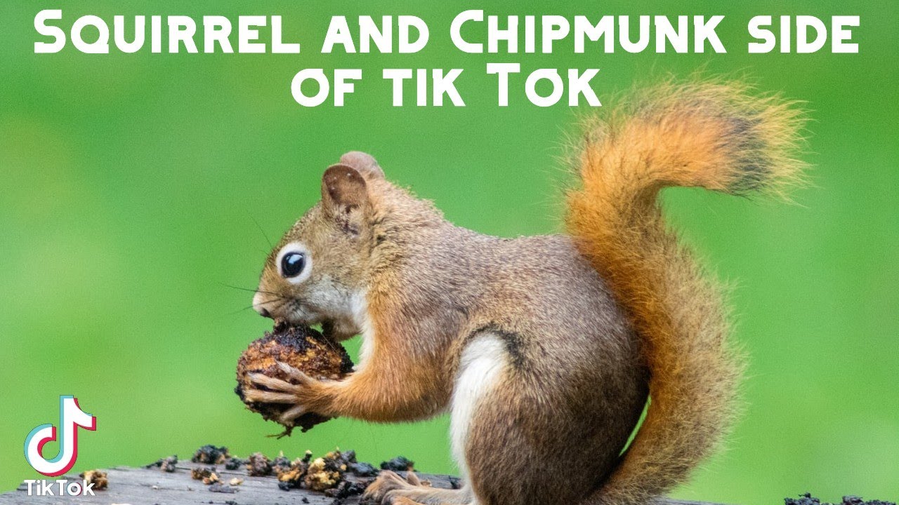 Squirrel AND Chimpmunk Side of Tik Tok - YouTube
