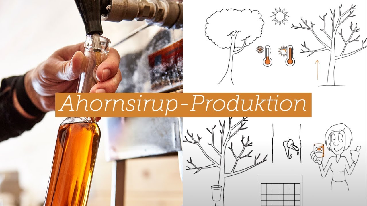 Von Ahornsaft zu Ahornsirup // Alles über die Produktion von Ahornsirup ...