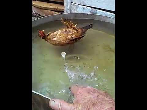 gallina cubana dormida en el aqua - YouTube