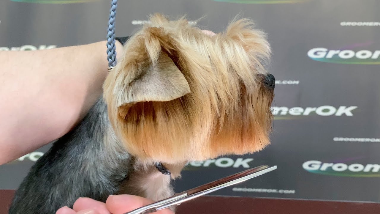 Yorkie Spa Day | Watch This Dog's Incredible Grooming Transformation ...