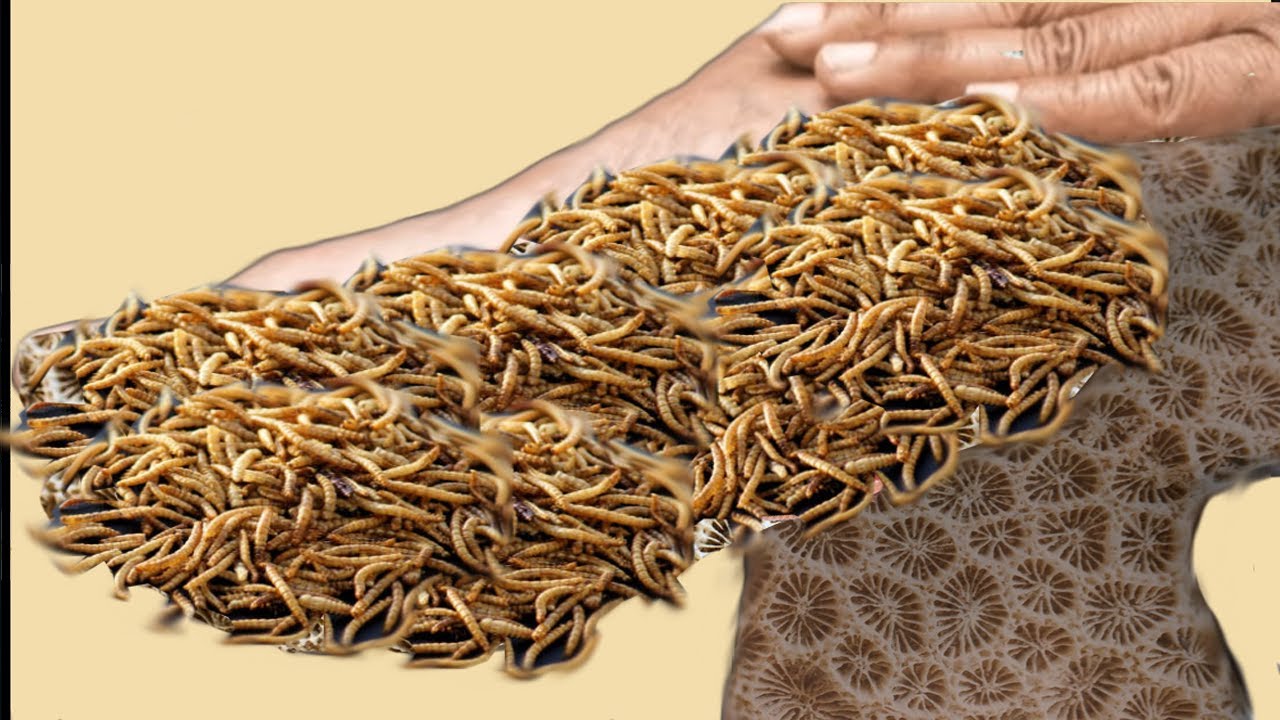 ASMR Remove Dog Ticks & Trypophobia Infected Feet | ASMR Animation ...