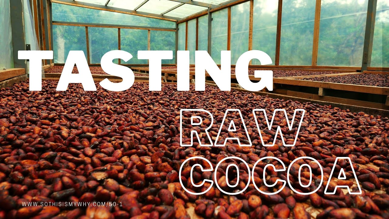 What Does Raw Cocoa Taste Like? - YouTube