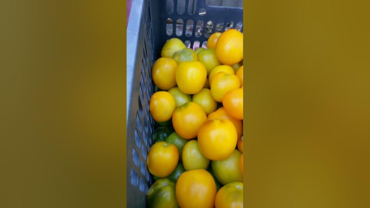 Сто семьдесят три помидора сорта Оранжевый Де Барао в правом ящике ...