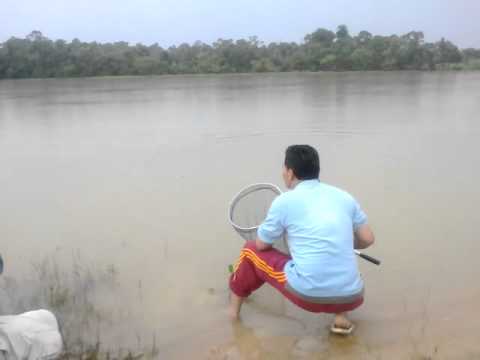 ikan temoleh sg perak part 3 - YouTube