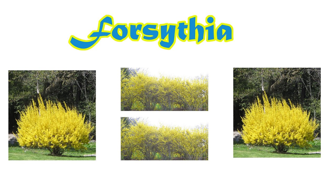 Forsythia Privacy Hedges on Our Yard - YouTube