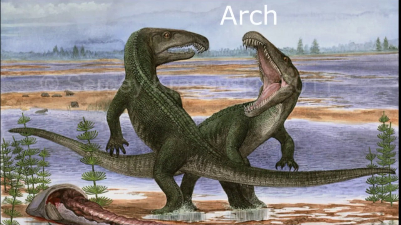 AK PO het Trias - A3B - YouTube