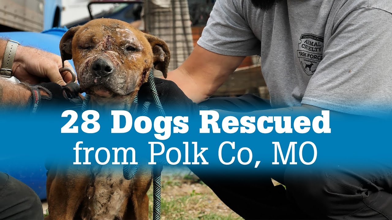 28 Dogs Rescued from Polk Co - YouTube