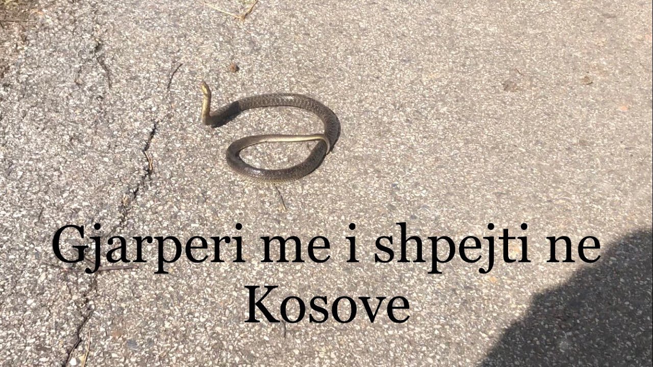 Gjarperi me i shpejti ne Kosove #the fastest snake in Kosovo - YouTube
