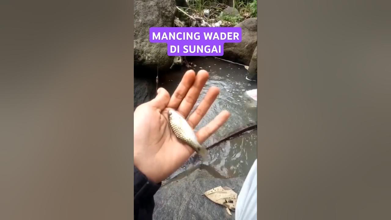 MANCING WADER DI SUNGAI #microfishing #mancingwader #mancinguceng #mancing #mancingliar # ...