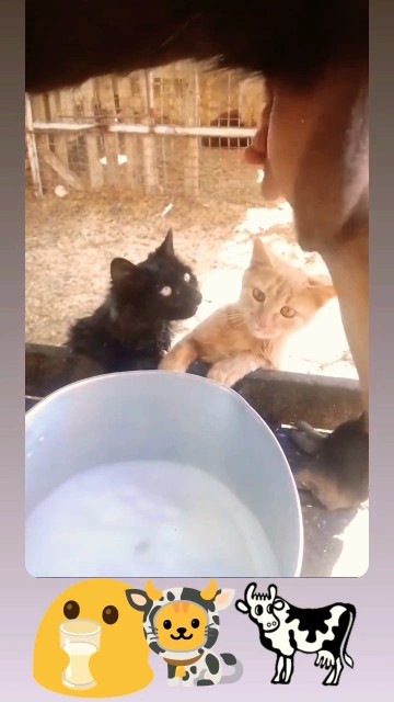 minum susu sampai kenyang - YouTube