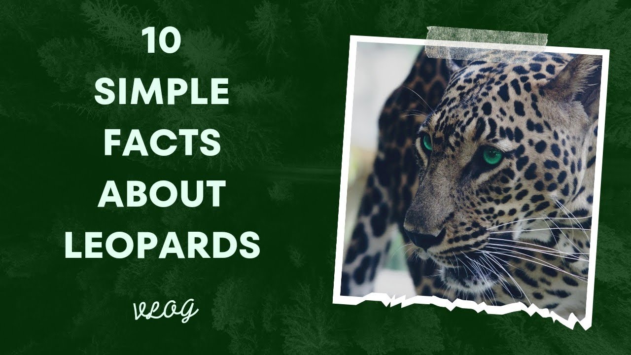 10 simple facts about leopards | wildlife - YouTube