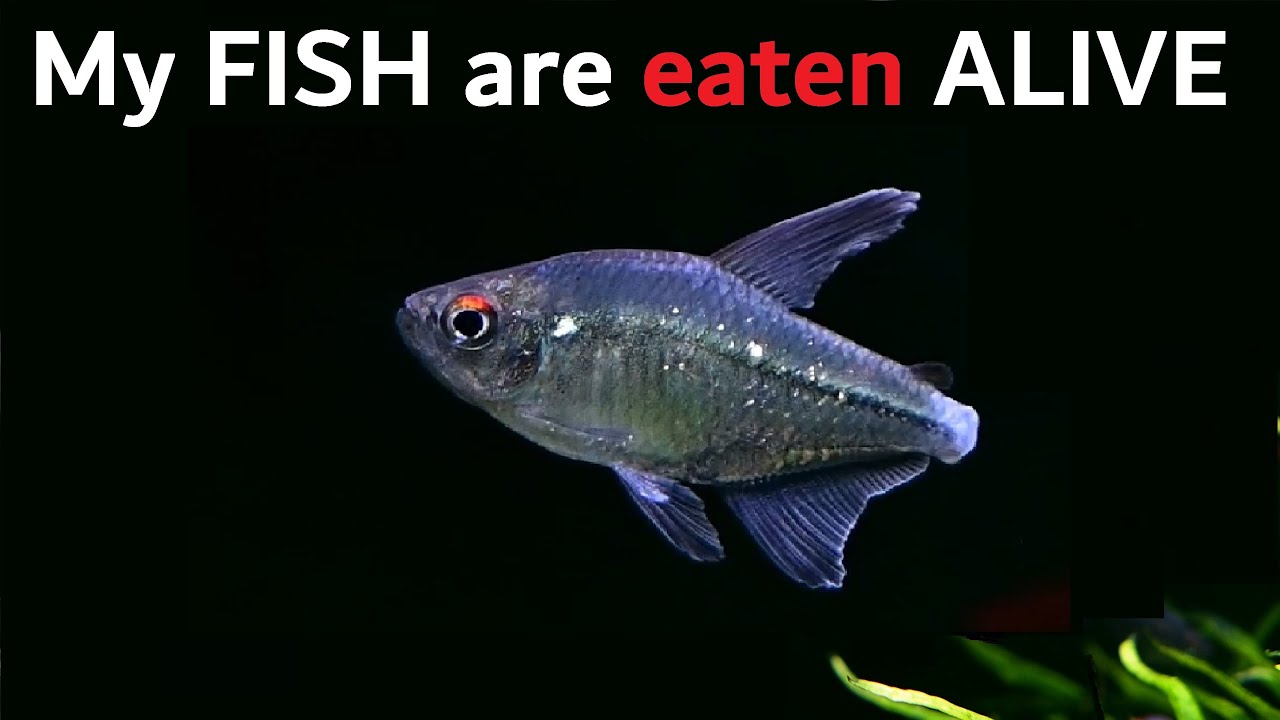 My Fish are eaten ALIVE in Planted Tank ( 4K cinematic ) - YouTube