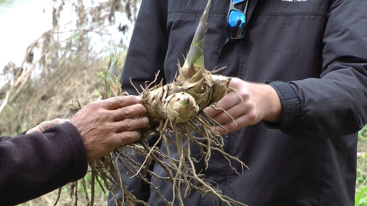 Giant Reed weed control (long) - YouTube