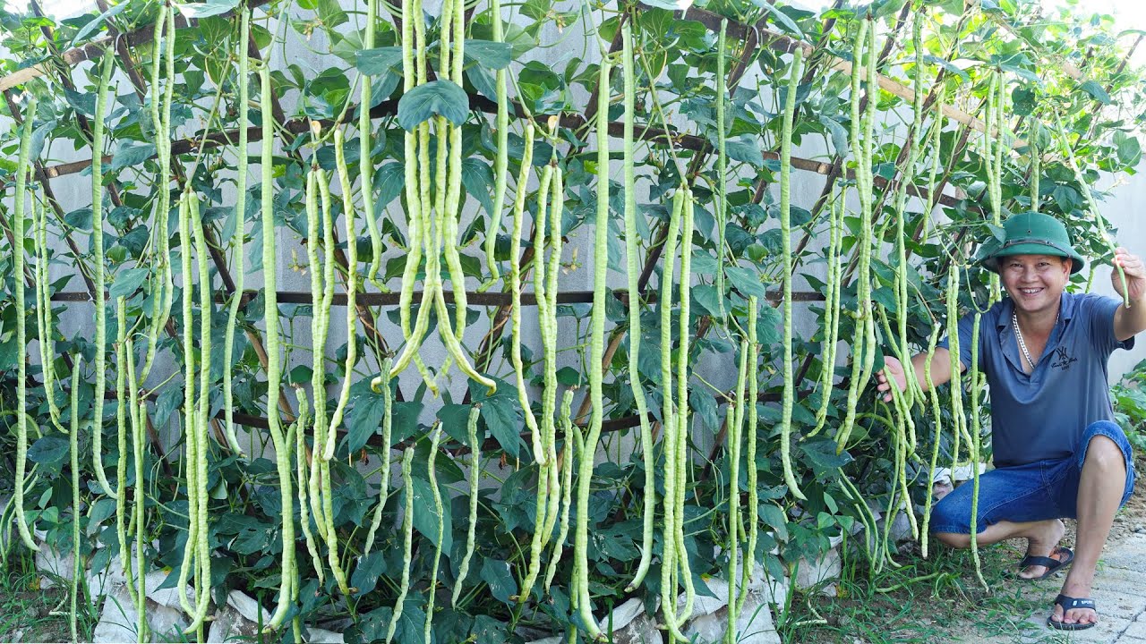 It Turns Out This Is How To Help Long Beans Double Their Yield ...