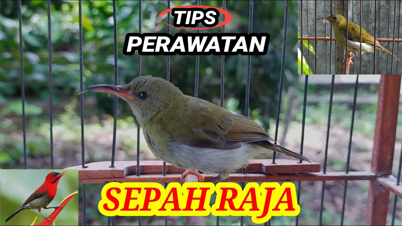 Perawatan Sepah Raja & Semua Jenis Burung Kolibri !! - YouTube