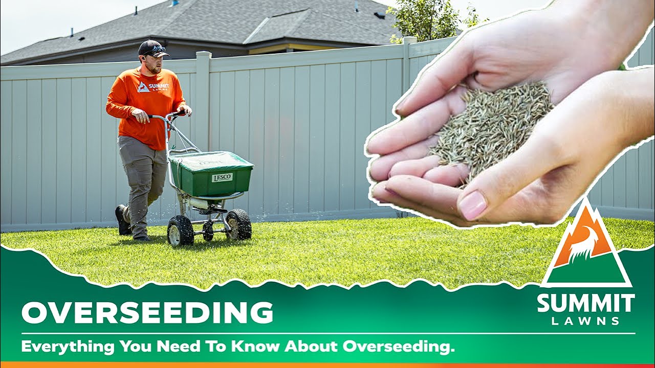 Overseeding | Summit Lawns Service Description - YouTube