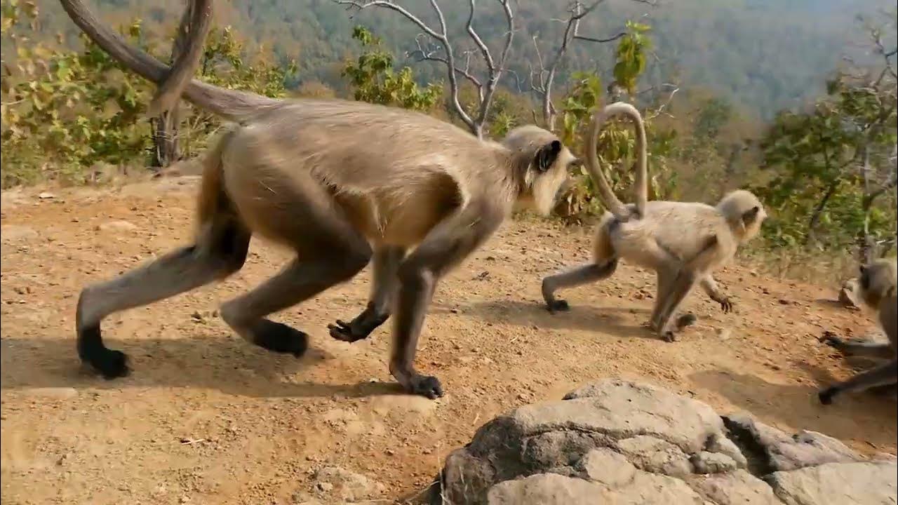 monkey vs langur fight, langur monkey documentary, monkey in the world ...
