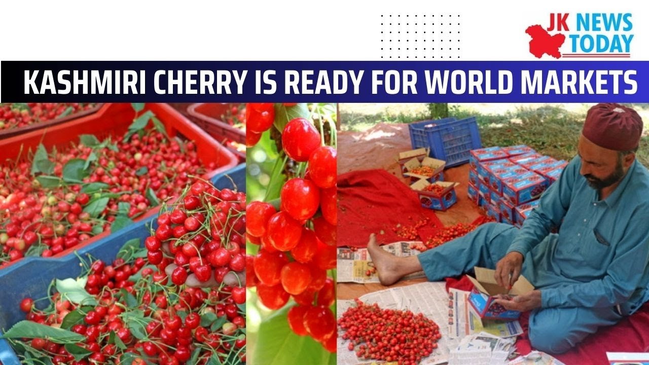 Kashmiri cherry is ready for world markets | JK News Today - YouTube