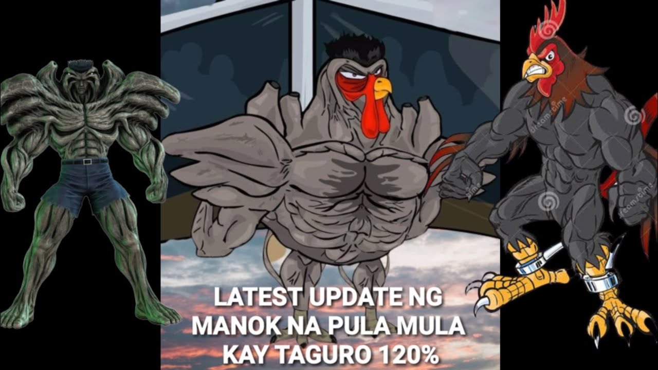 Manok na Pula latest Update| mula kay Taguro 120% - YouTube