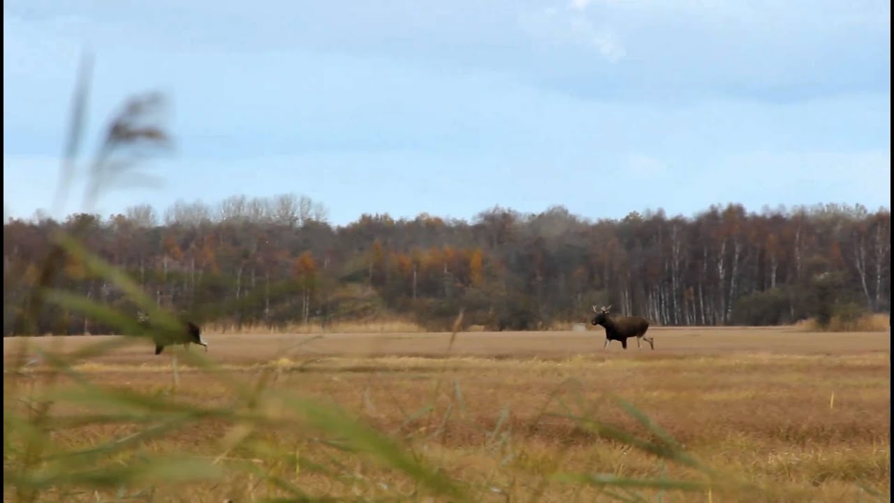 Mooses mating in Matsalu in Estonia - YouTube