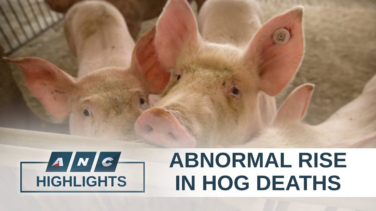 PH Agriculture Dept. orders culling, imposes stricter protocol amid ...