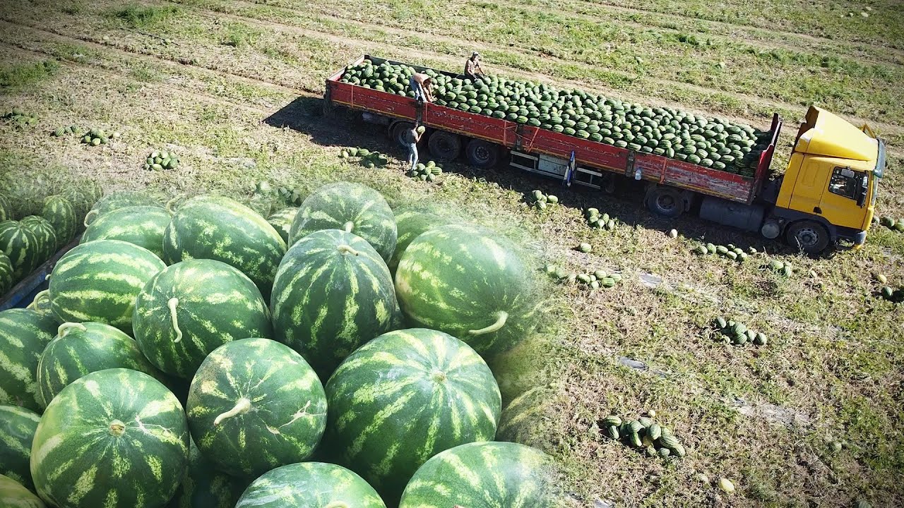 How to Choose a Good WATERMELON | Tips for Choosing and Picking ...