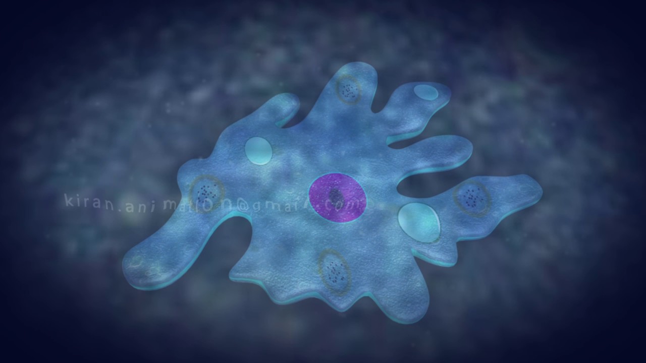 Amoeba Animation - YouTube